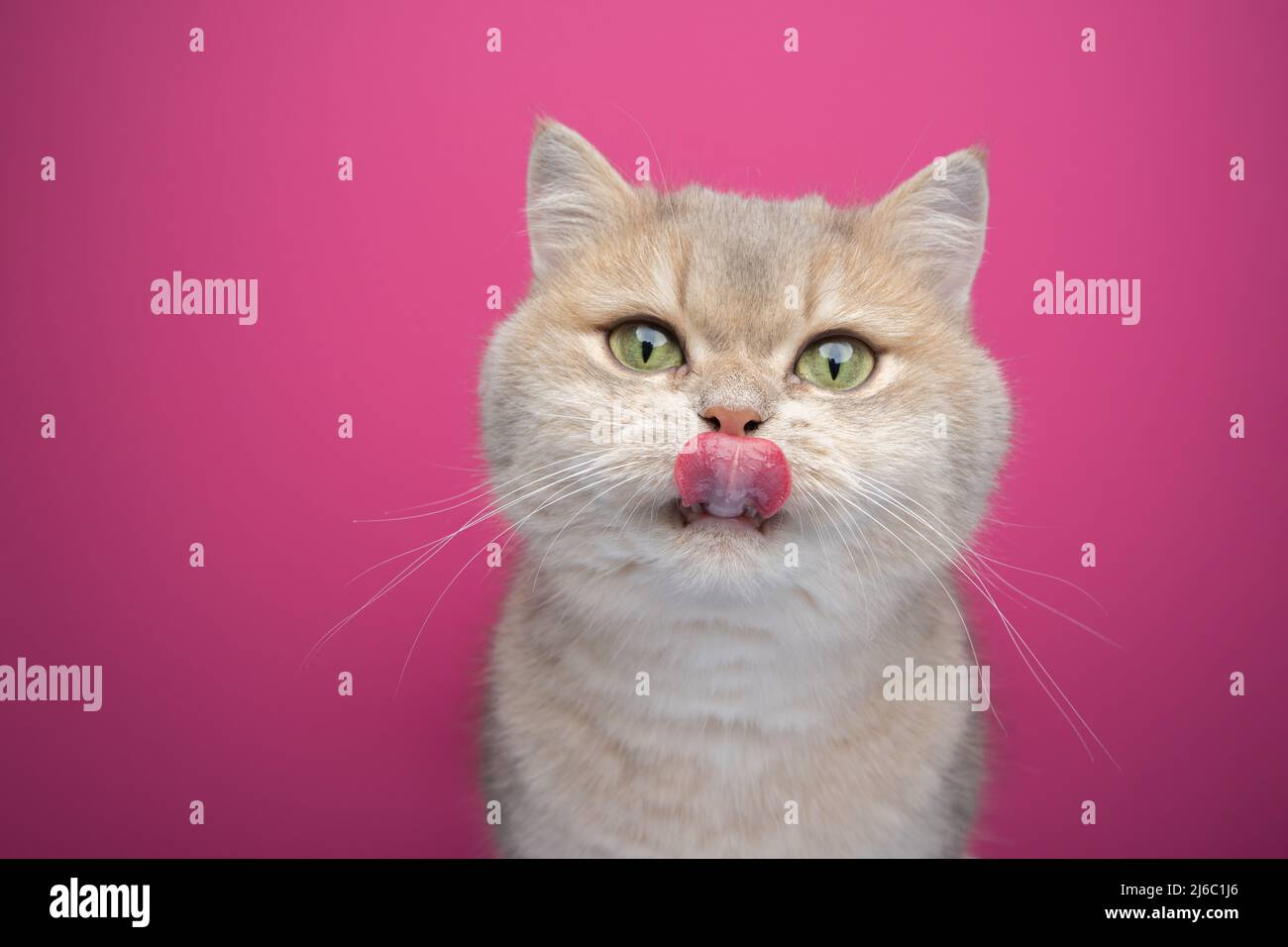 Cat licking lips hi-res stock photography and images - Alamy