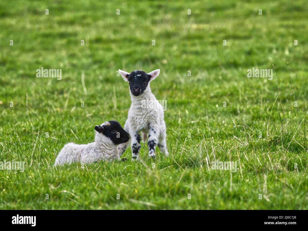 Scottish Blackface Sheep Stock Photo - Alamy