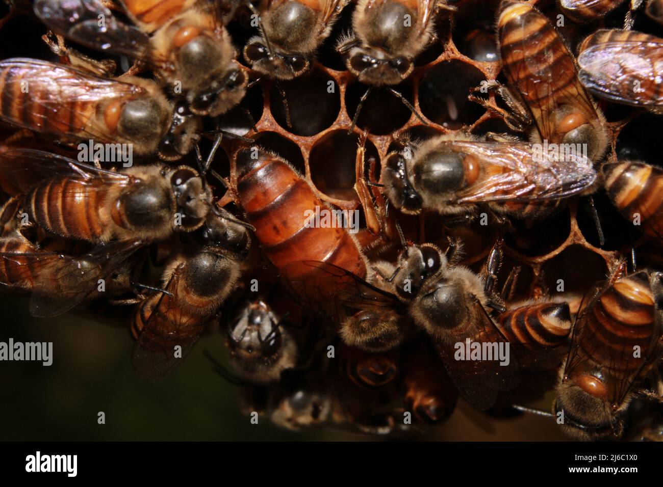 Queen of a honey bee (Apis cerana indica) colony is searching for a ...