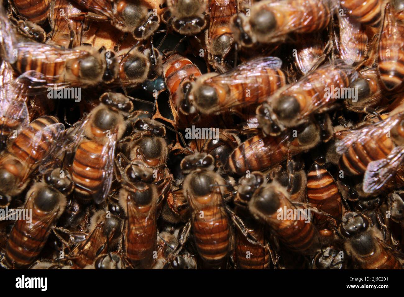 Bee searching honey hi-res stock photography and images - Alamy