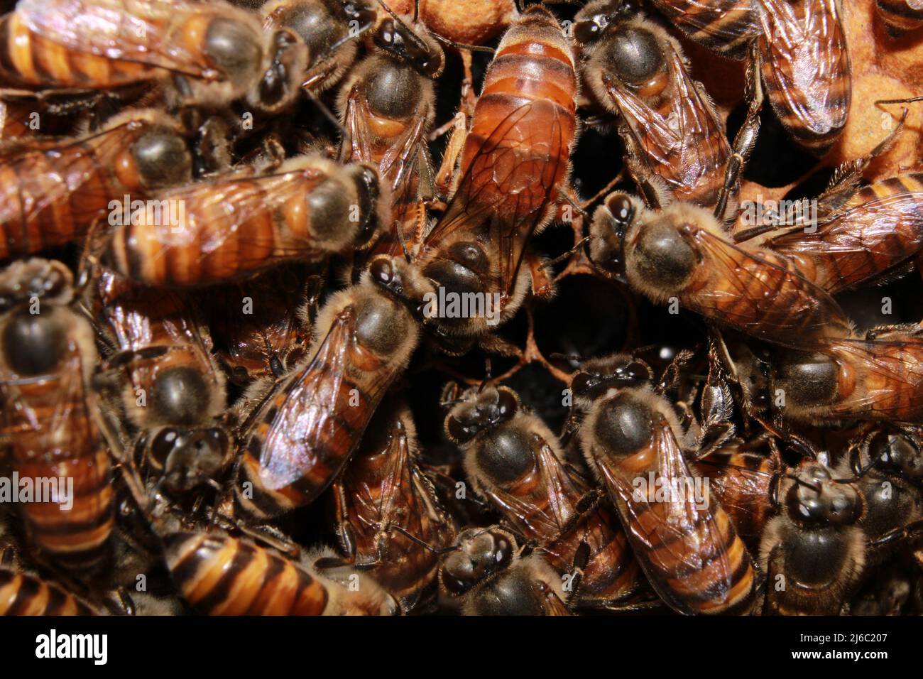 Queen of a honey bee (Apis cerana indica) colony is searching for a ...
