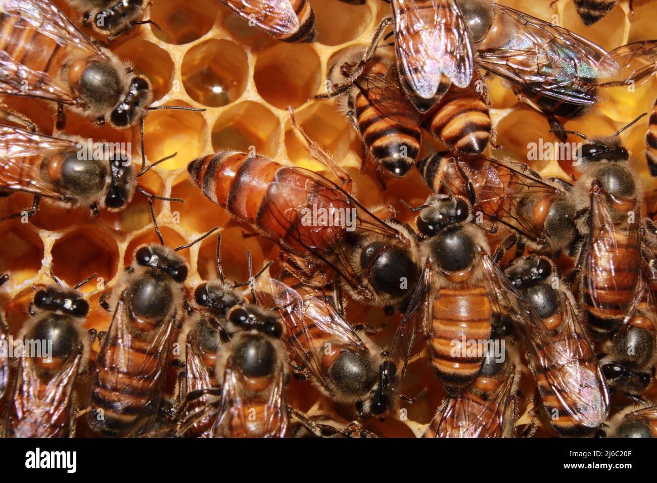 Apis cerana hive hi-res stock photography and images - Alamy