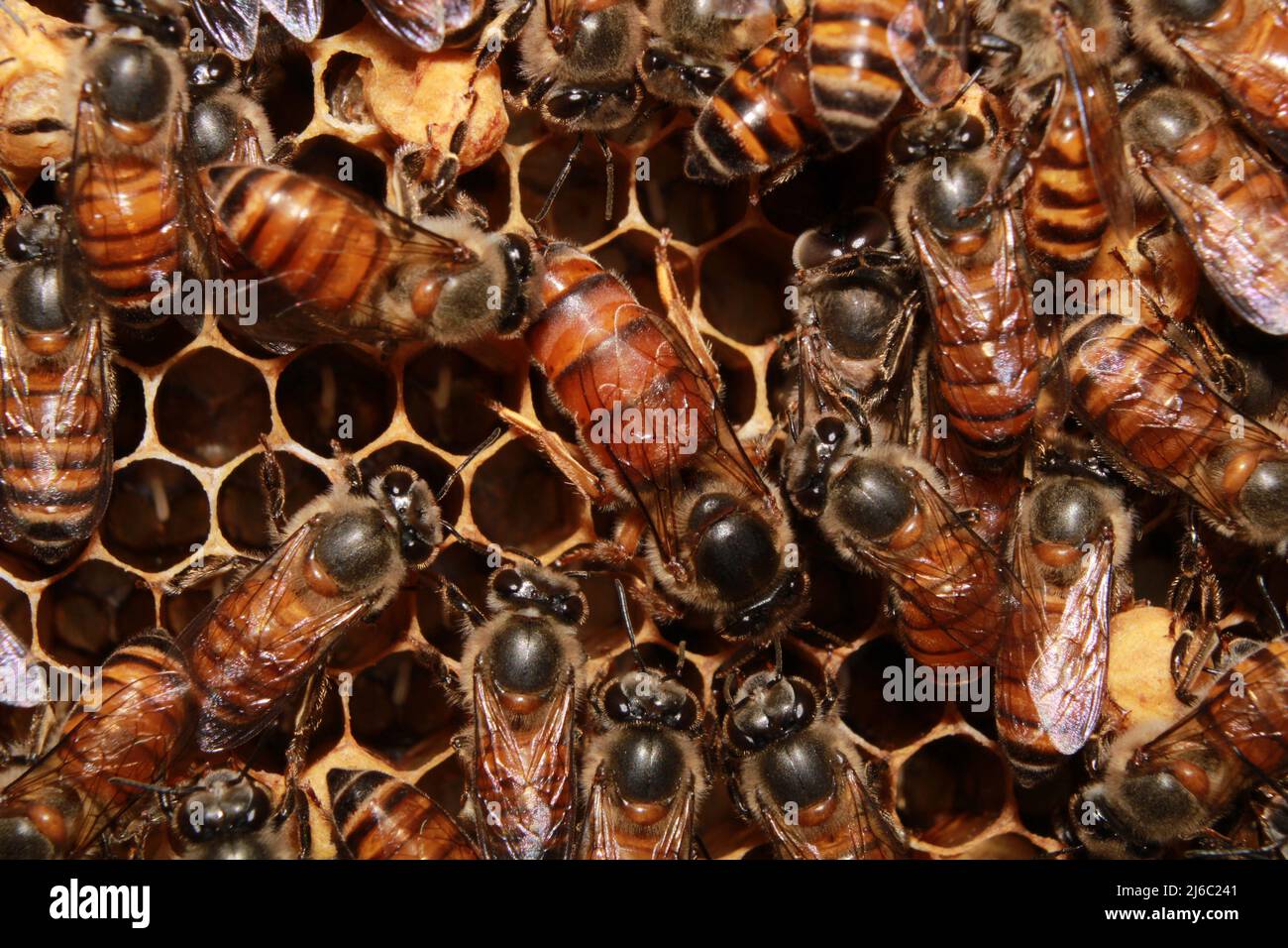 Queen of a honey bee (Apis cerana indica) colony is searching for a ...