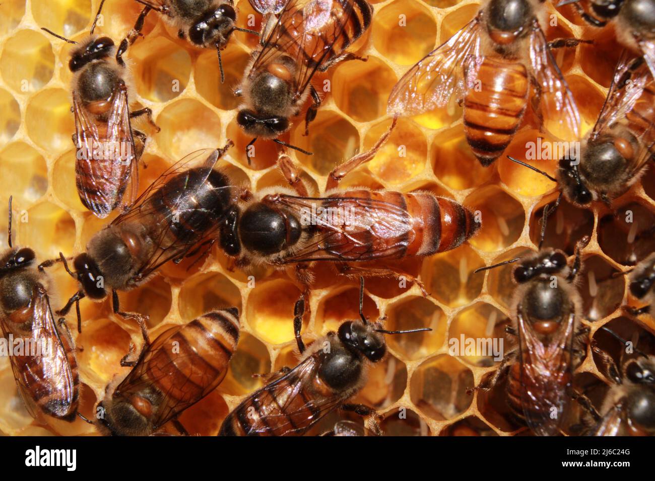 Apis cerana hive hi-res stock photography and images - Alamy