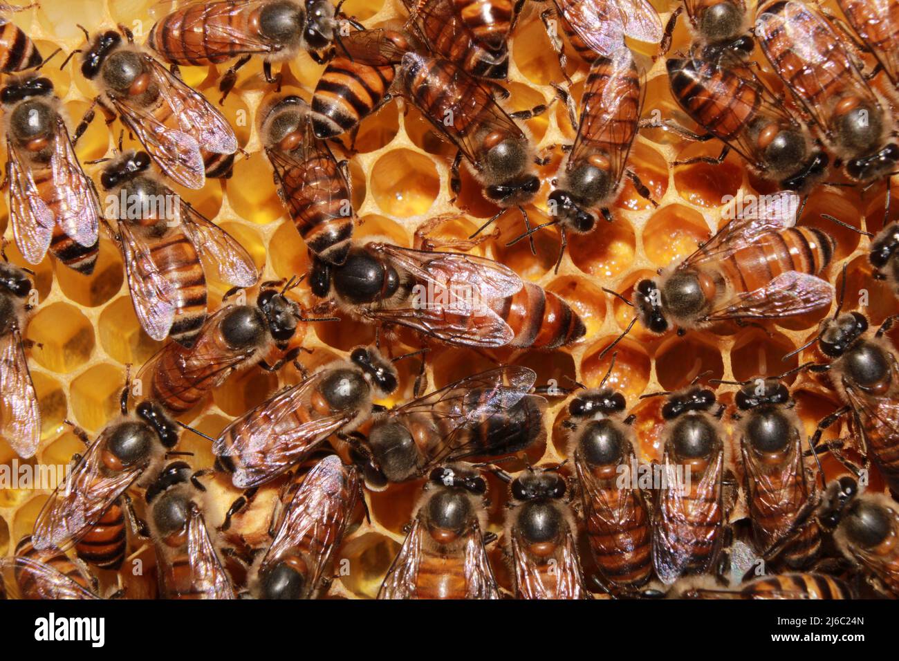 Queen of a honey bee (Apis cerana indica) colony is searching for a ...