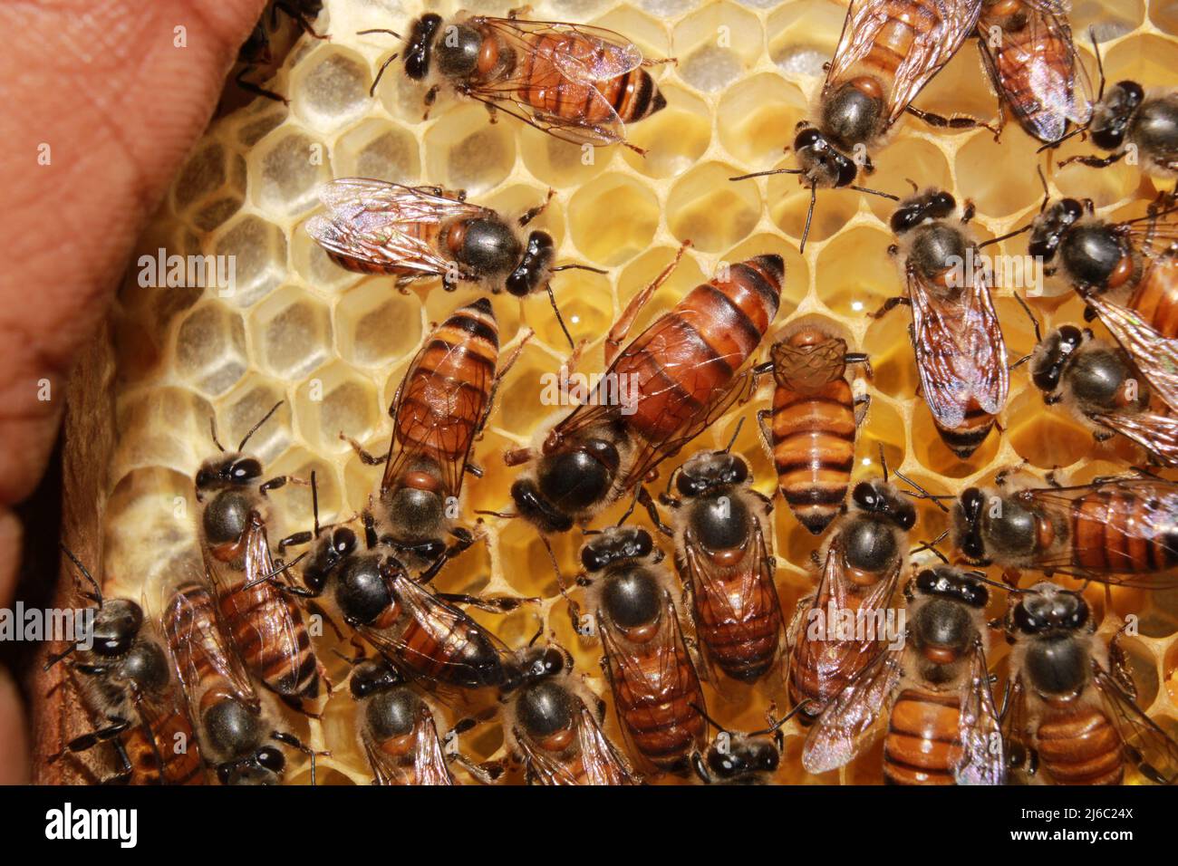 Queen of a honey bee (Apis cerana indica) colony is searching for a ...