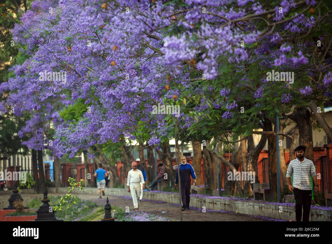 April 30, 2022, Kathmandu, Bagmati, Nepal: People walk under blooming ...