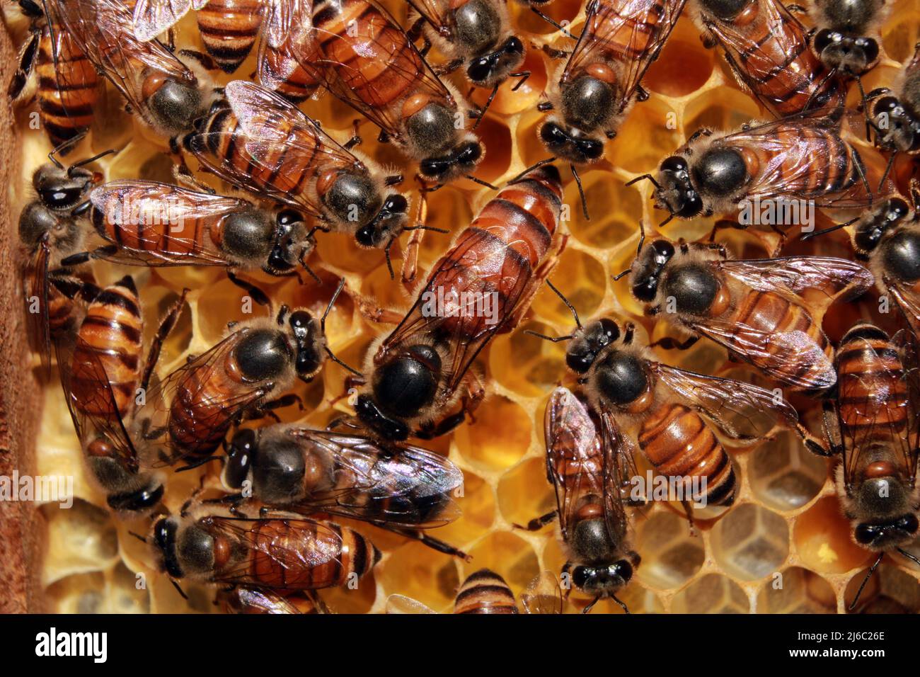Queen of a honey bee (Apis cerana indica) colony is searching for a ...