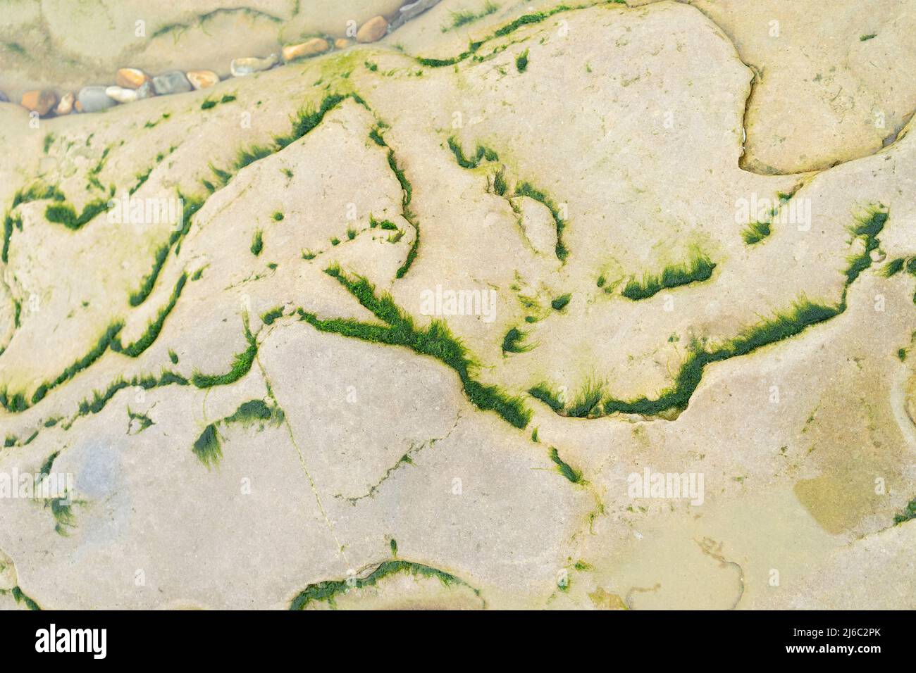 A Fresh green sea moss, Irish or carrageen moss on a stone seen from ...