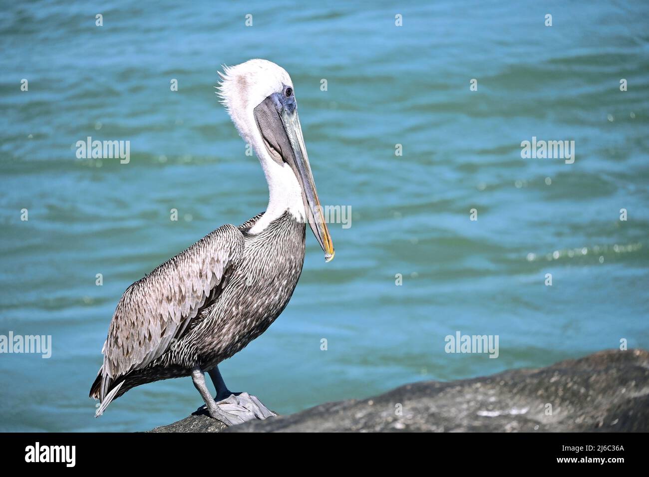 Marine pelican on rocks hi-res stock photography and images - Alamy