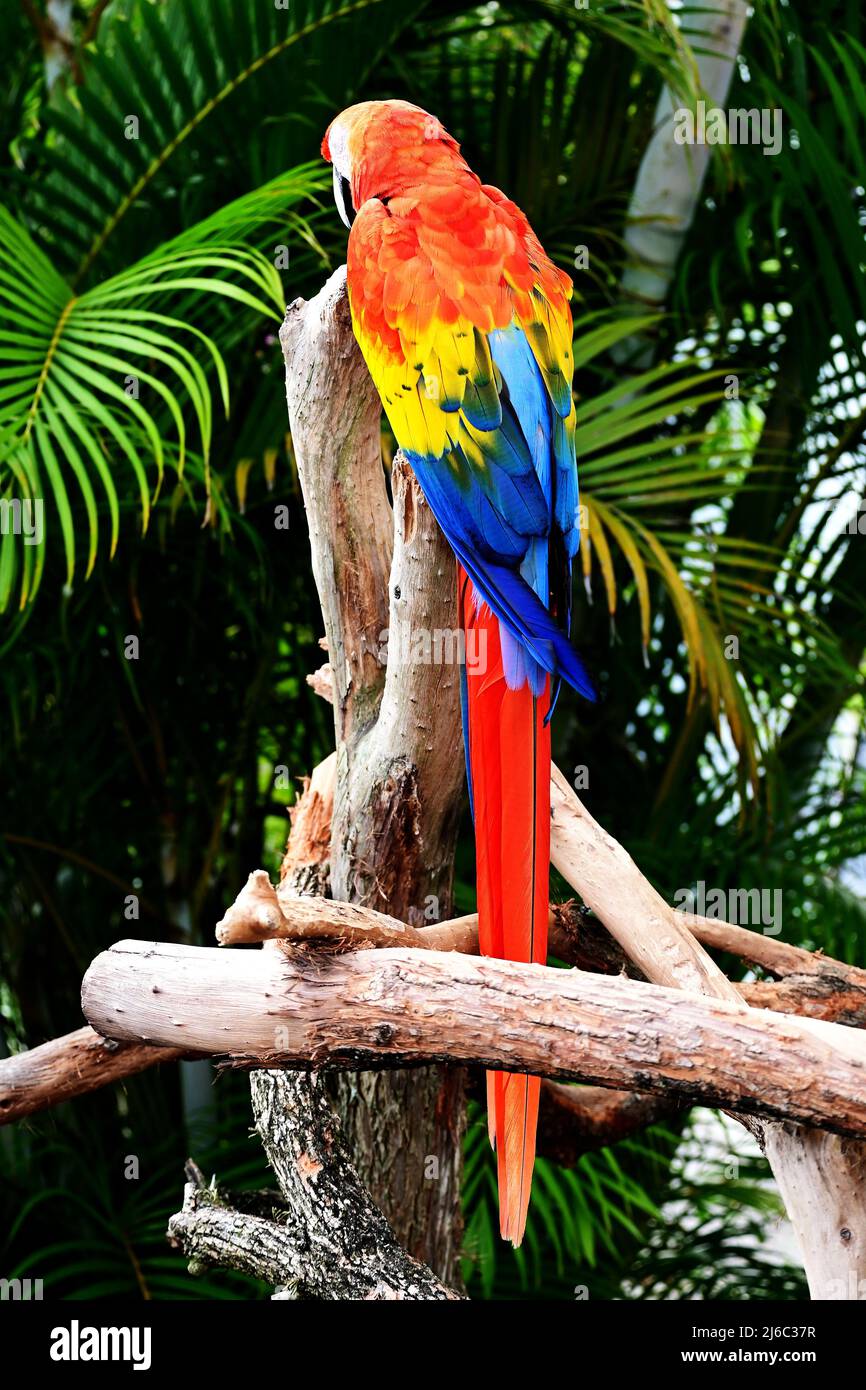 Scarlet Macaw Resting On A Limb Stock Photo - Alamy