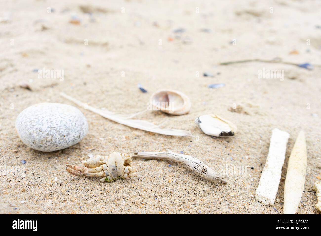 Stone shell feather crab on a sandy beach seen from aside with copy ...