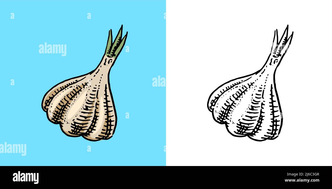 Garlic in vintage style. Seasoning or condiment for food. Engraved hand ...