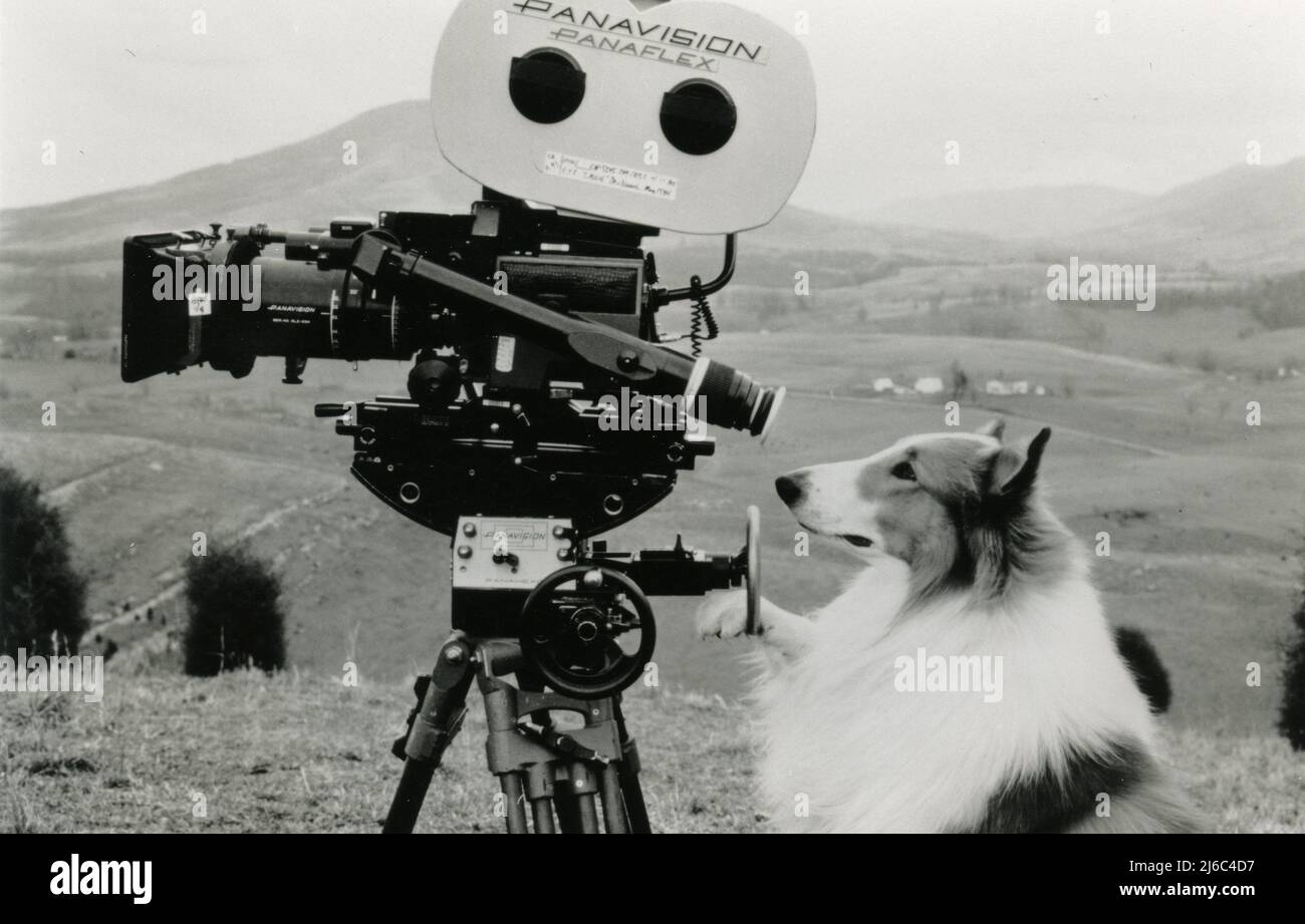 Lassie dog film hi-res stock photography and images - Alamy