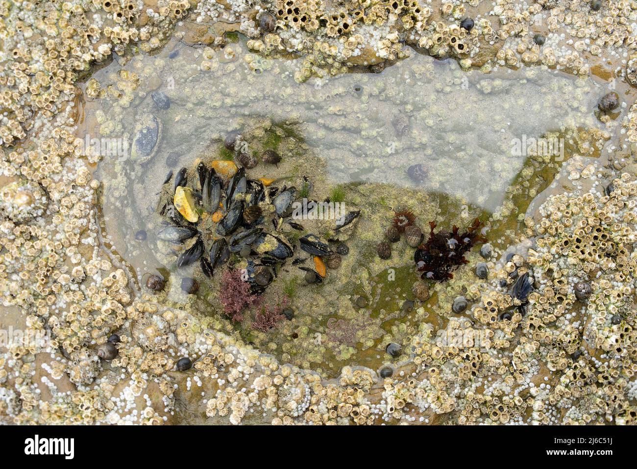 A Sea mussel shell and sessile on a stone at the beach seen from above ...