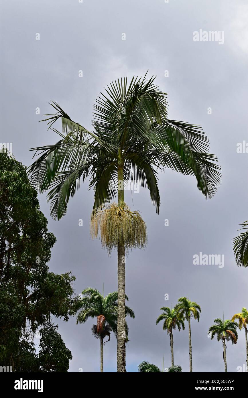 Alexander palm hi-res stock photography and images - Alamy