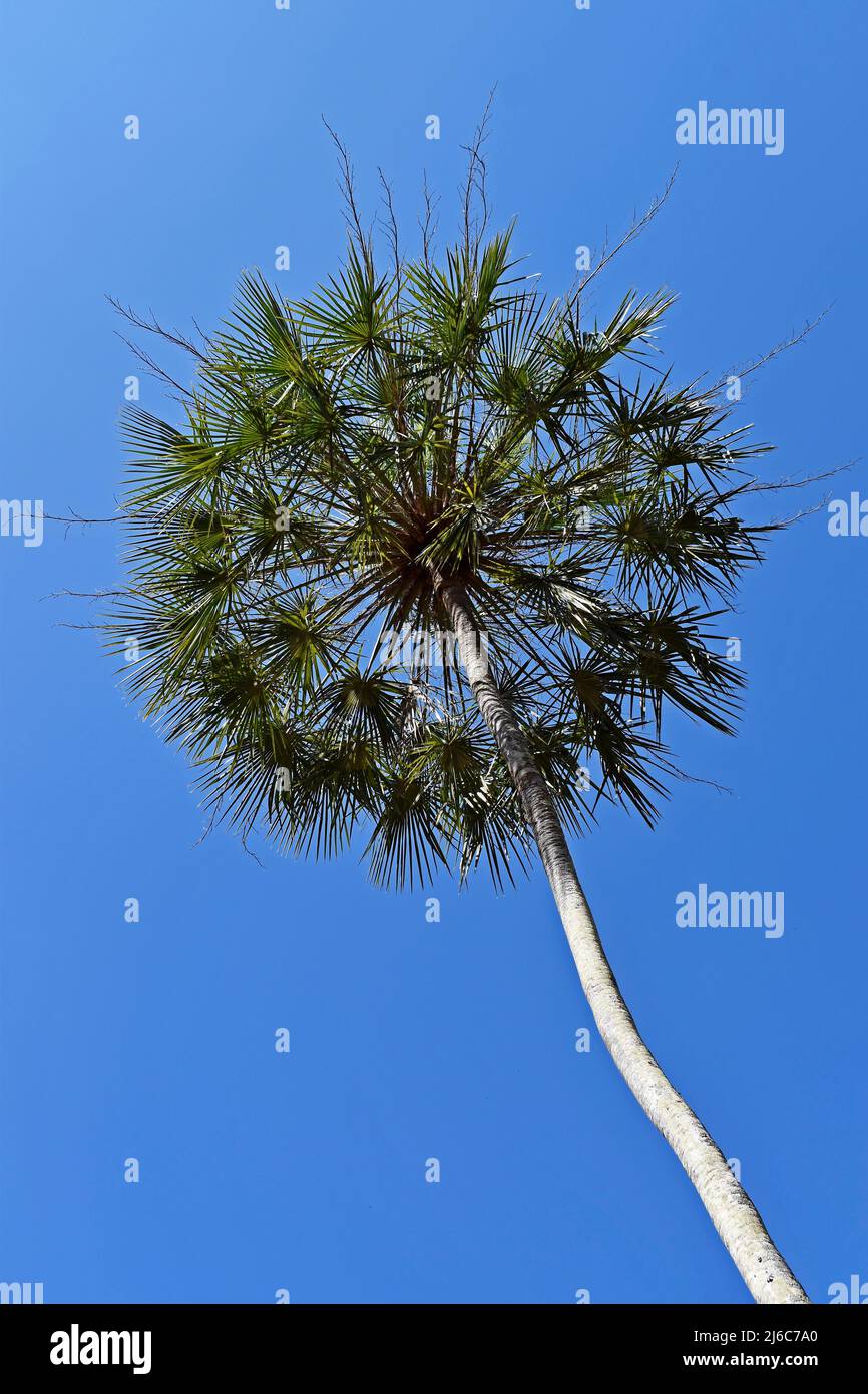 Fan palm tree hi-res stock photography and images - Alamy