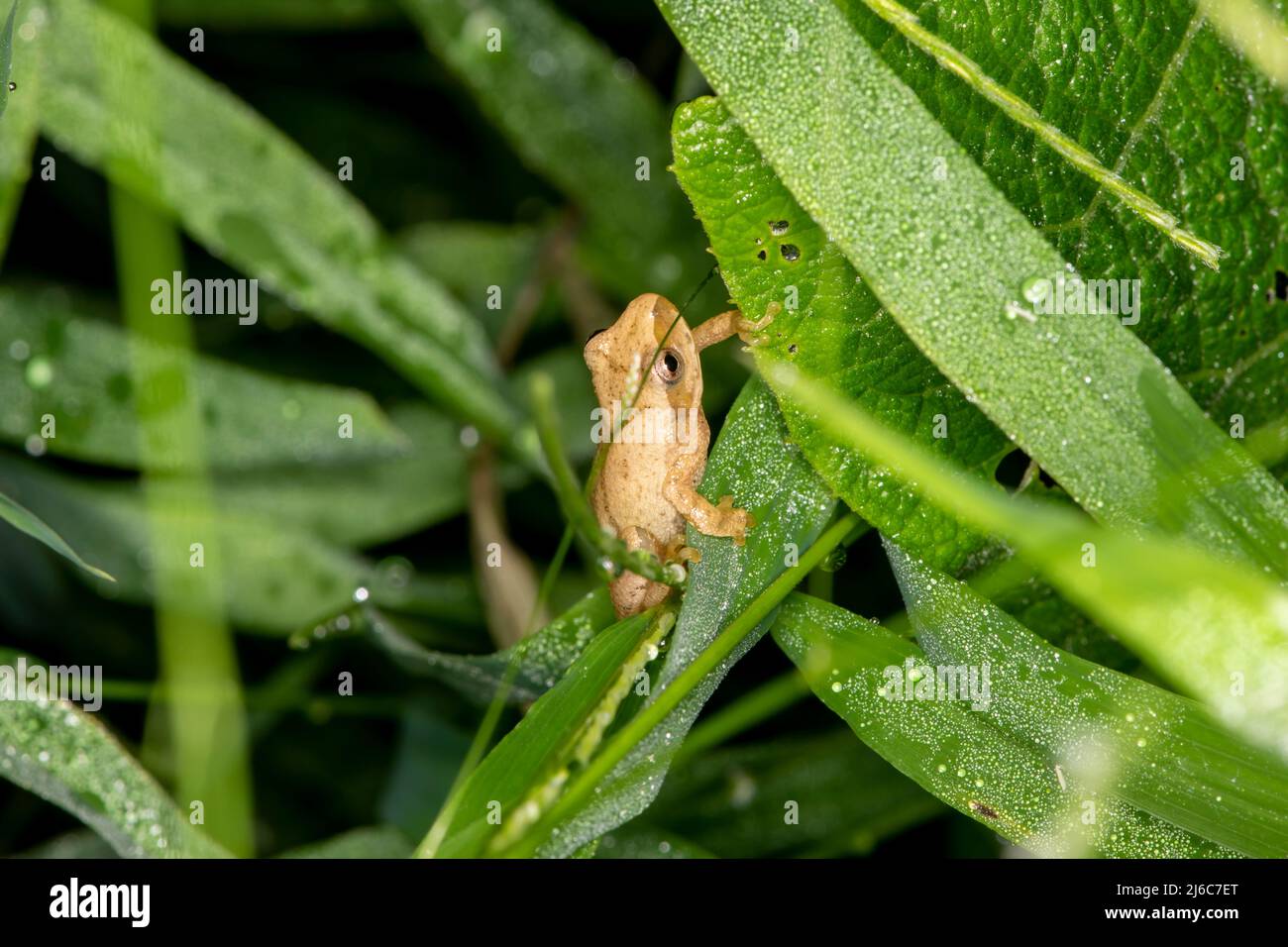 Vadnais Heights, Minnesota. Spring Peeper, (Pseudacris rucifer) in the ...