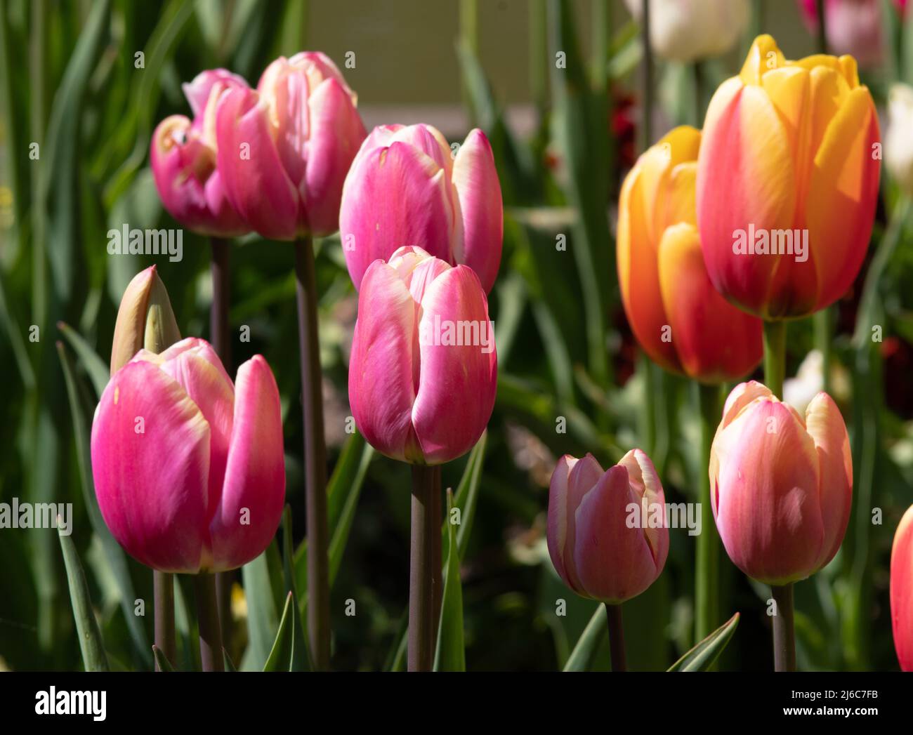 Pink tulip blooms hi-res stock photography and images - Alamy