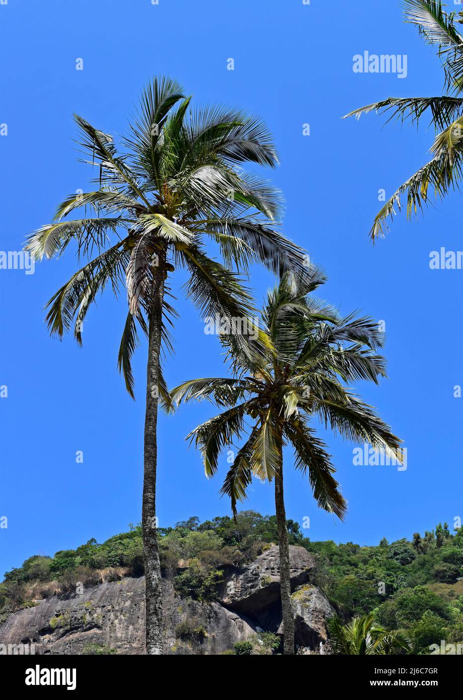 Coconut tree cocos nucifera hi-res stock photography and images - Alamy