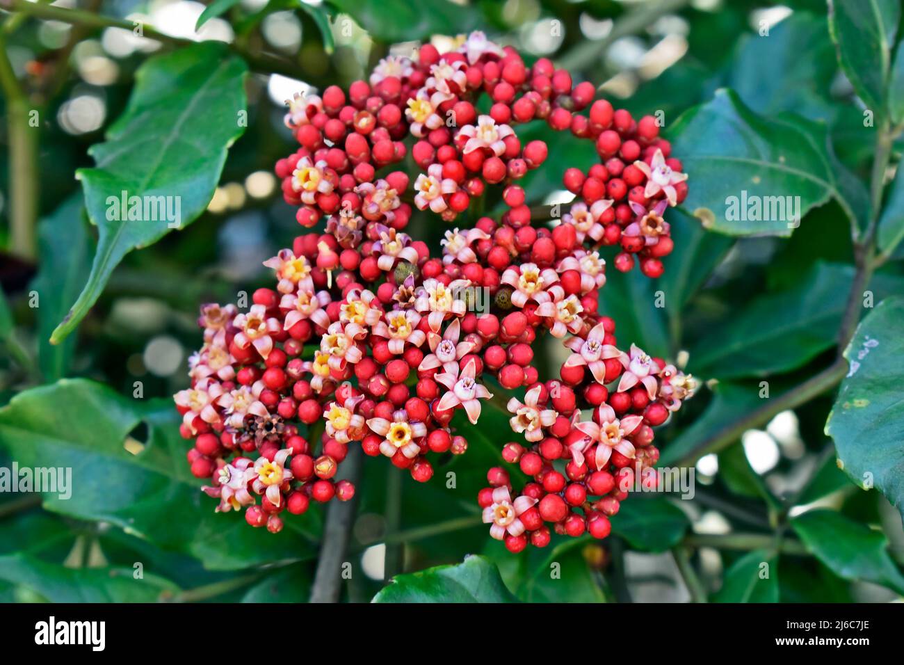 Leea coccinea hi-res stock photography and images - Alamy
