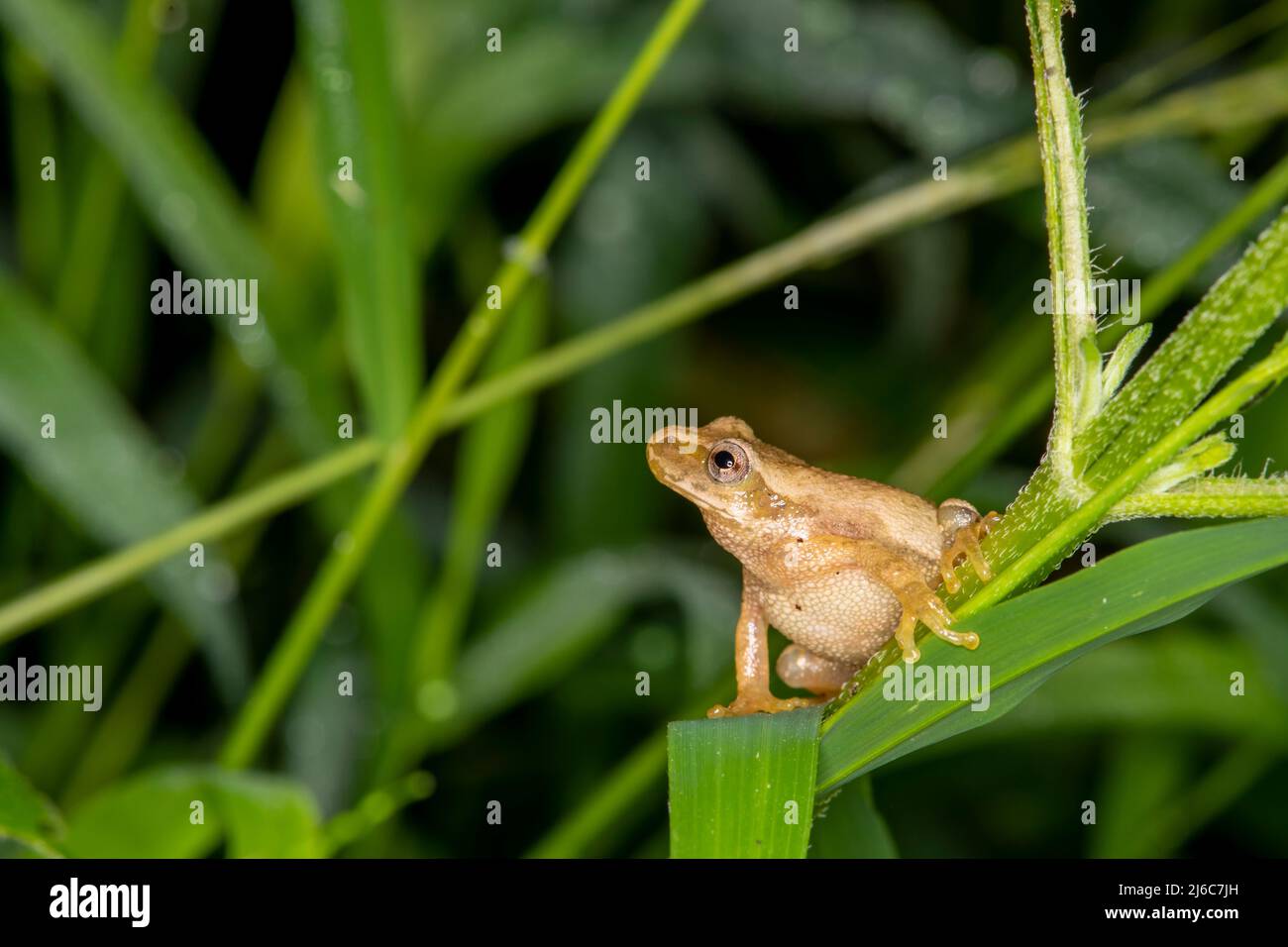 Vadnais Heights, Minnesota. Spring Peeper, (Pseudacris rucifer) in the ...
