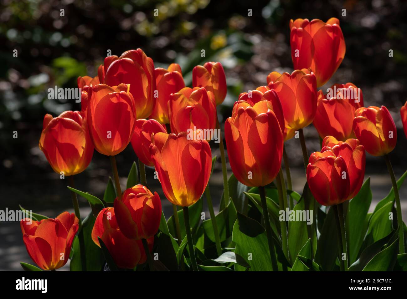 Queen tulip hi-res stock photography and images - Alamy