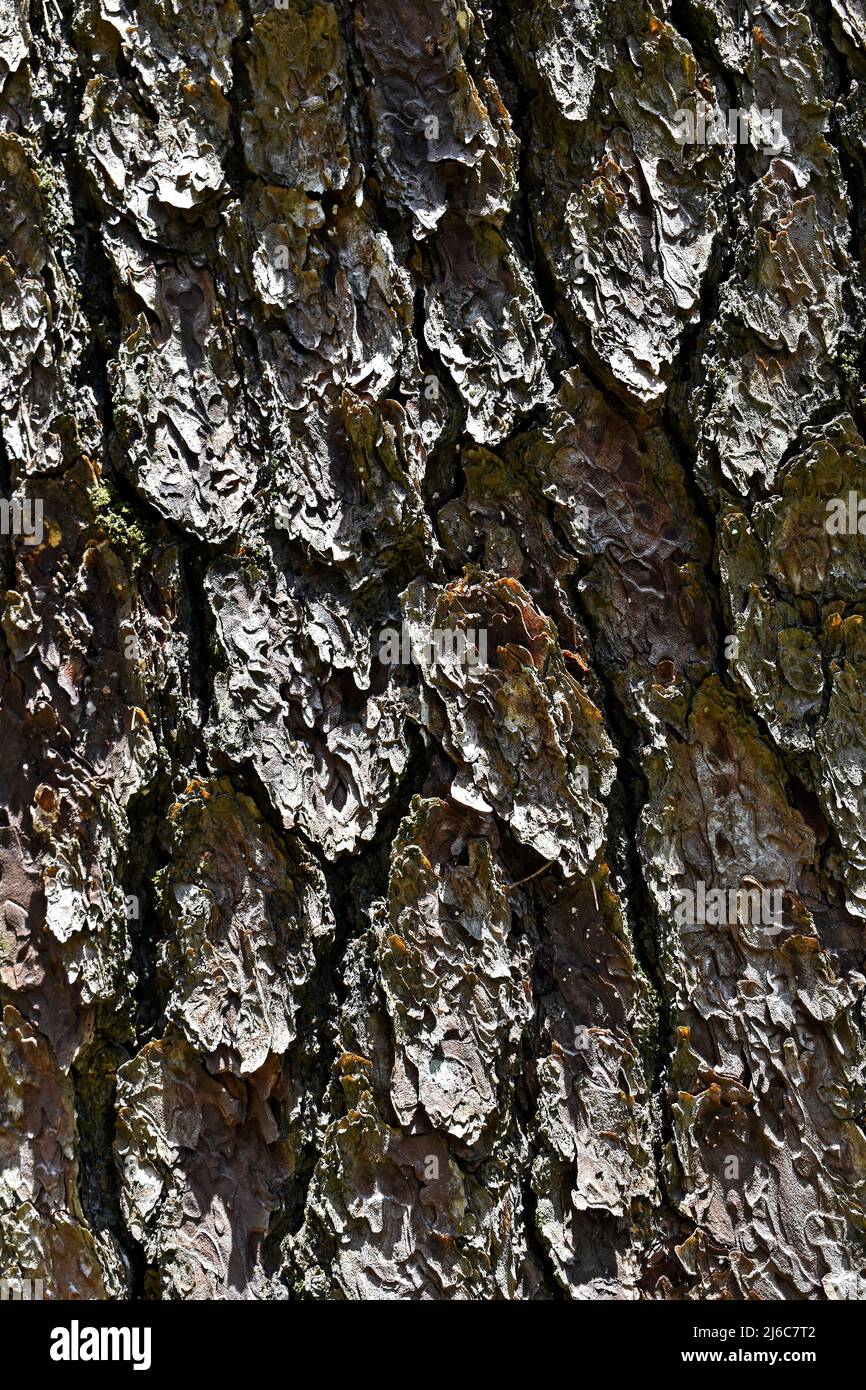 Tree trunk texture on tropical forest Stock Photo - Alamy