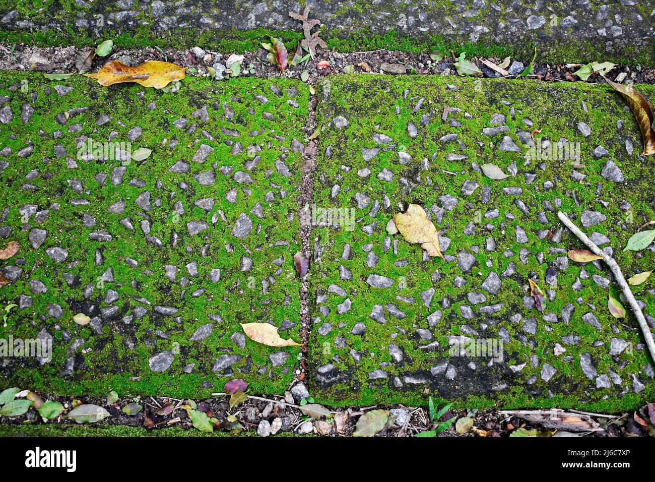 Stone pavement covered with moss Stock Photo - Alamy