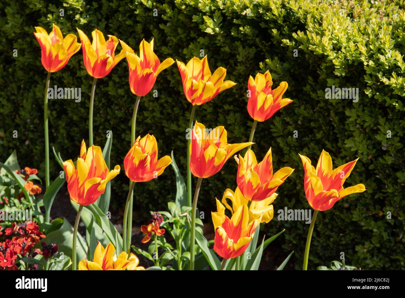 Tulip fire hi-res stock photography and images - Alamy