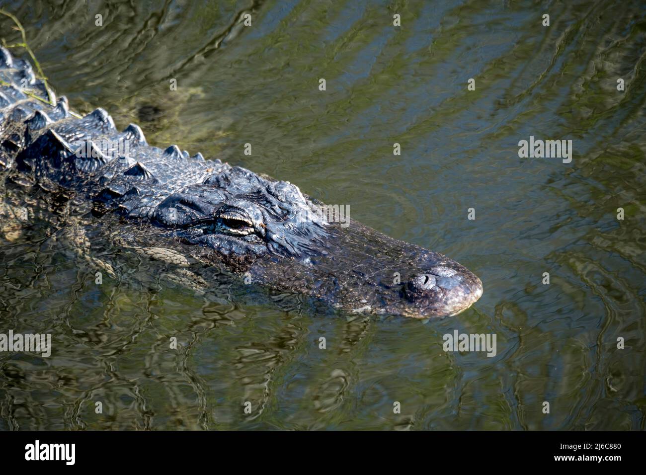 Ochopee, Florida. American Alligator, Alligator mississippiensis ...