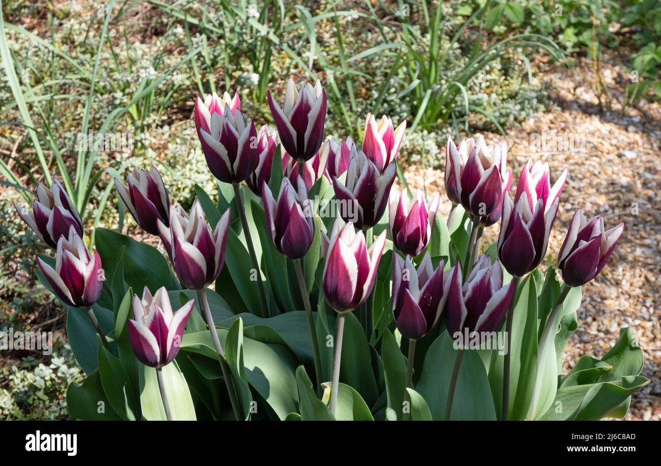 Triumph tulip bulbs hi-res stock photography and images - Alamy