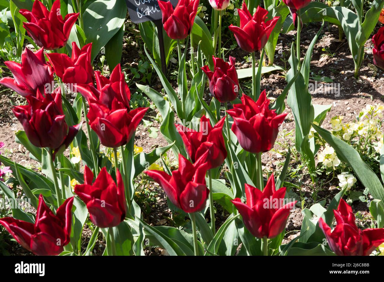 Tulip 'Lasting Love' Stock Photo - Alamy
