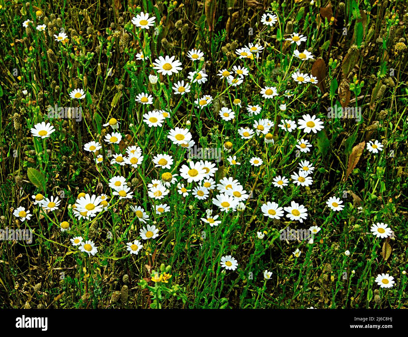 Scented mayweed hi-res stock photography and images - Alamy