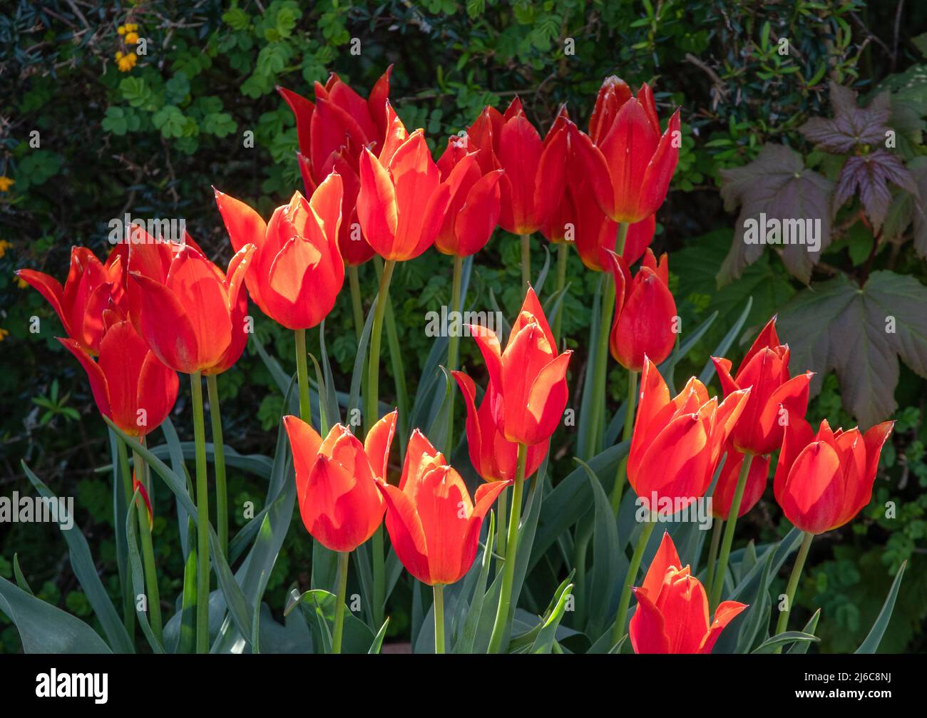 Tulip Synaeda Orange Stock Photo - Alamy