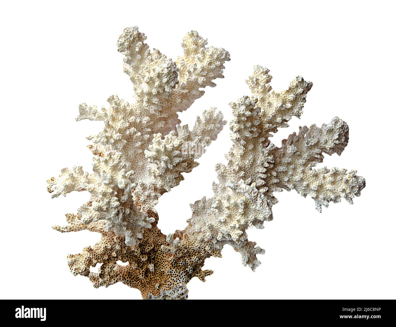 Coral isolated on white background Stock Photo - Alamy