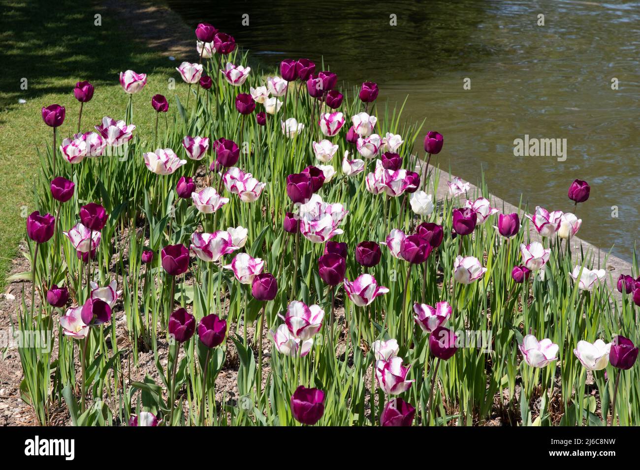 Tulips Affaire (white purple edges) and Saigon (deep purple Stock Photo ...