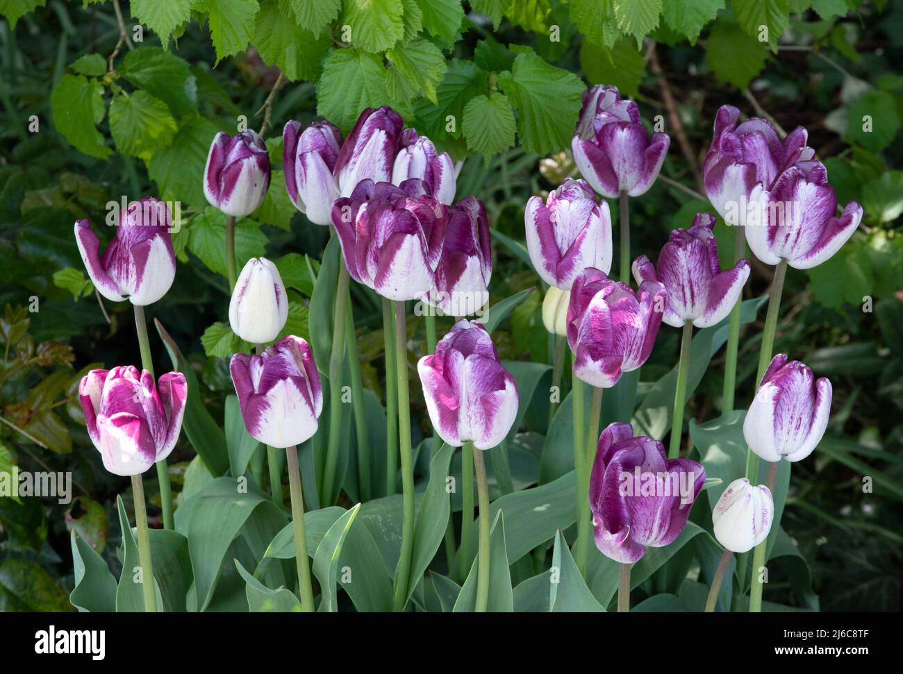 Shiun hi-res stock photography and images - Alamy