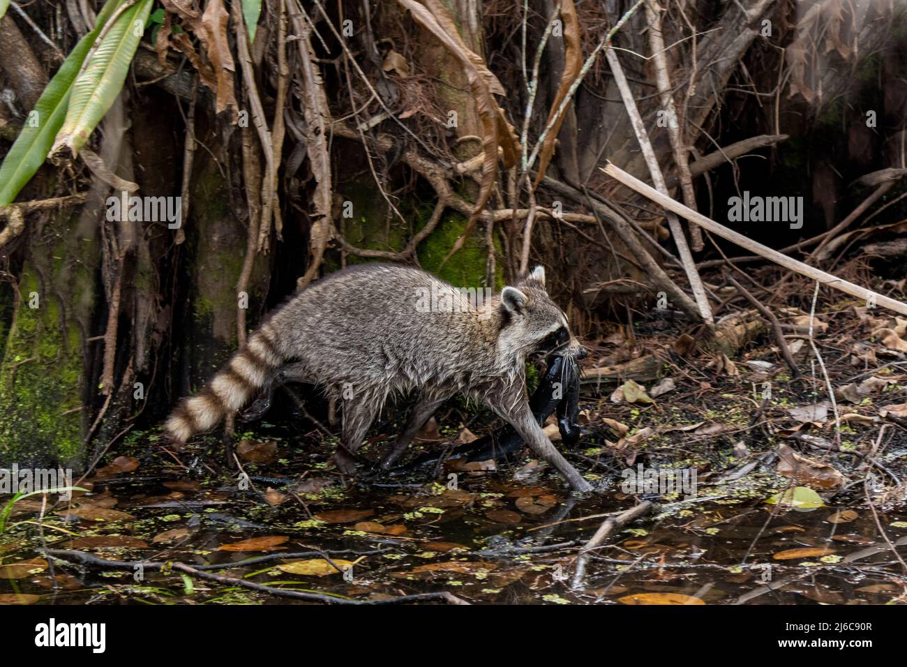 Naples, Florida. Corkscrew swamp sanctuary. Racoon, Procyon lotor ...
