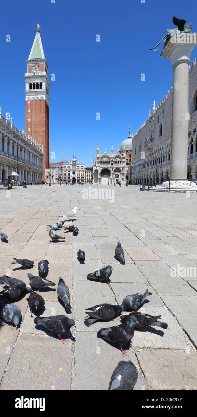 Feral pigeon venice italy hi-res stock photography and images - Alamy