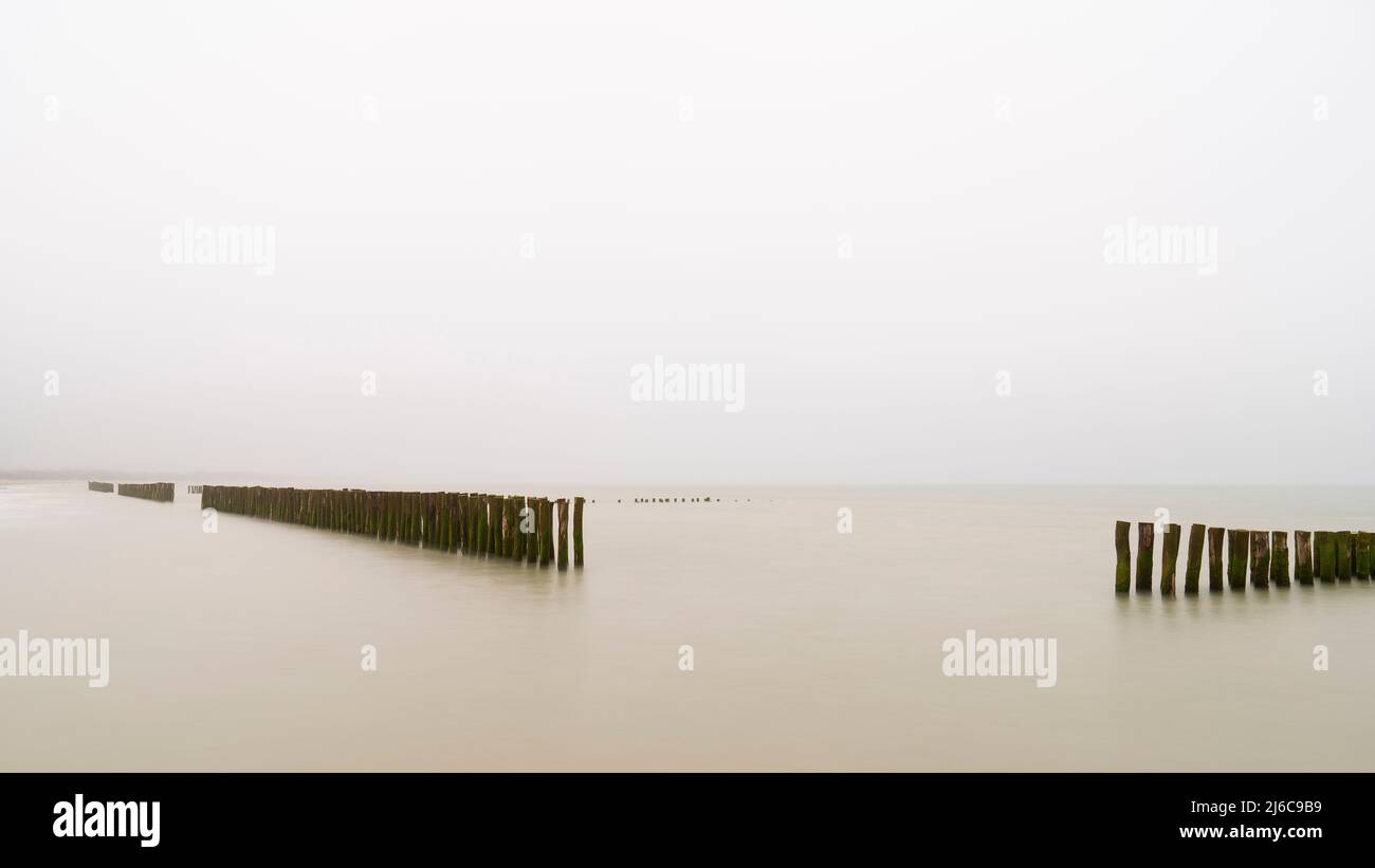 Rows of Wooden poles for the cultivation of mussels in the sea on the ...