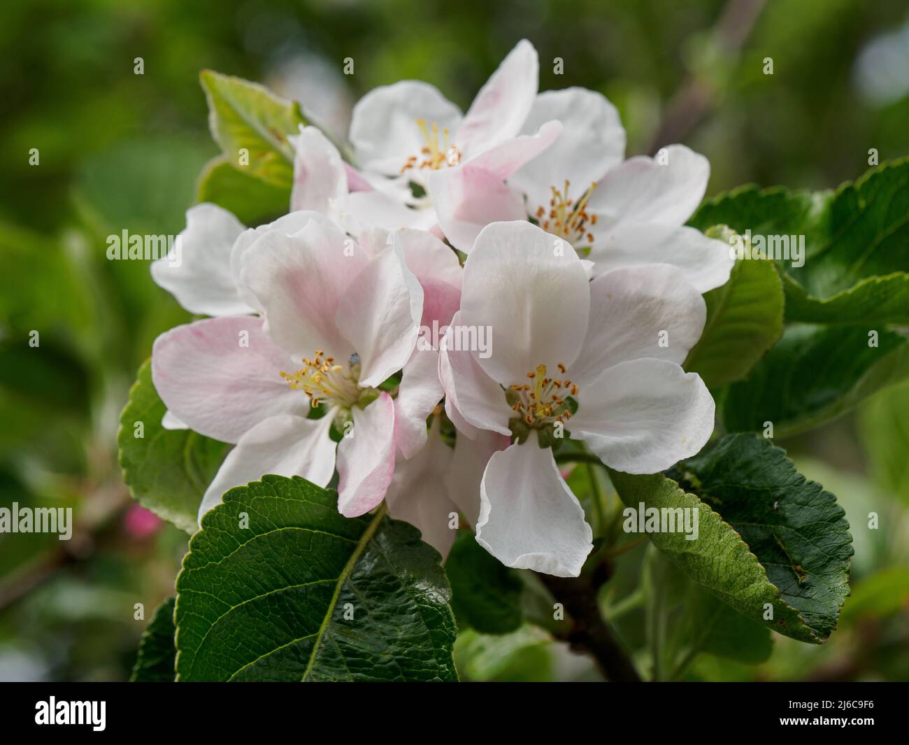 Spring time in a german garden Stock Photo - Alamy