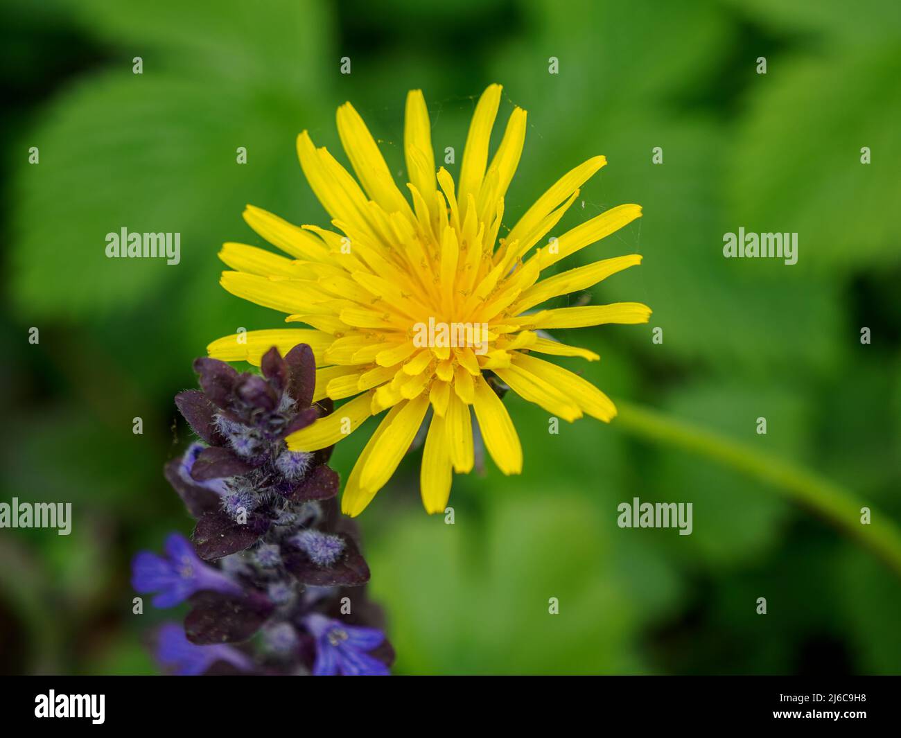 Spring time in a german garden Stock Photo - Alamy