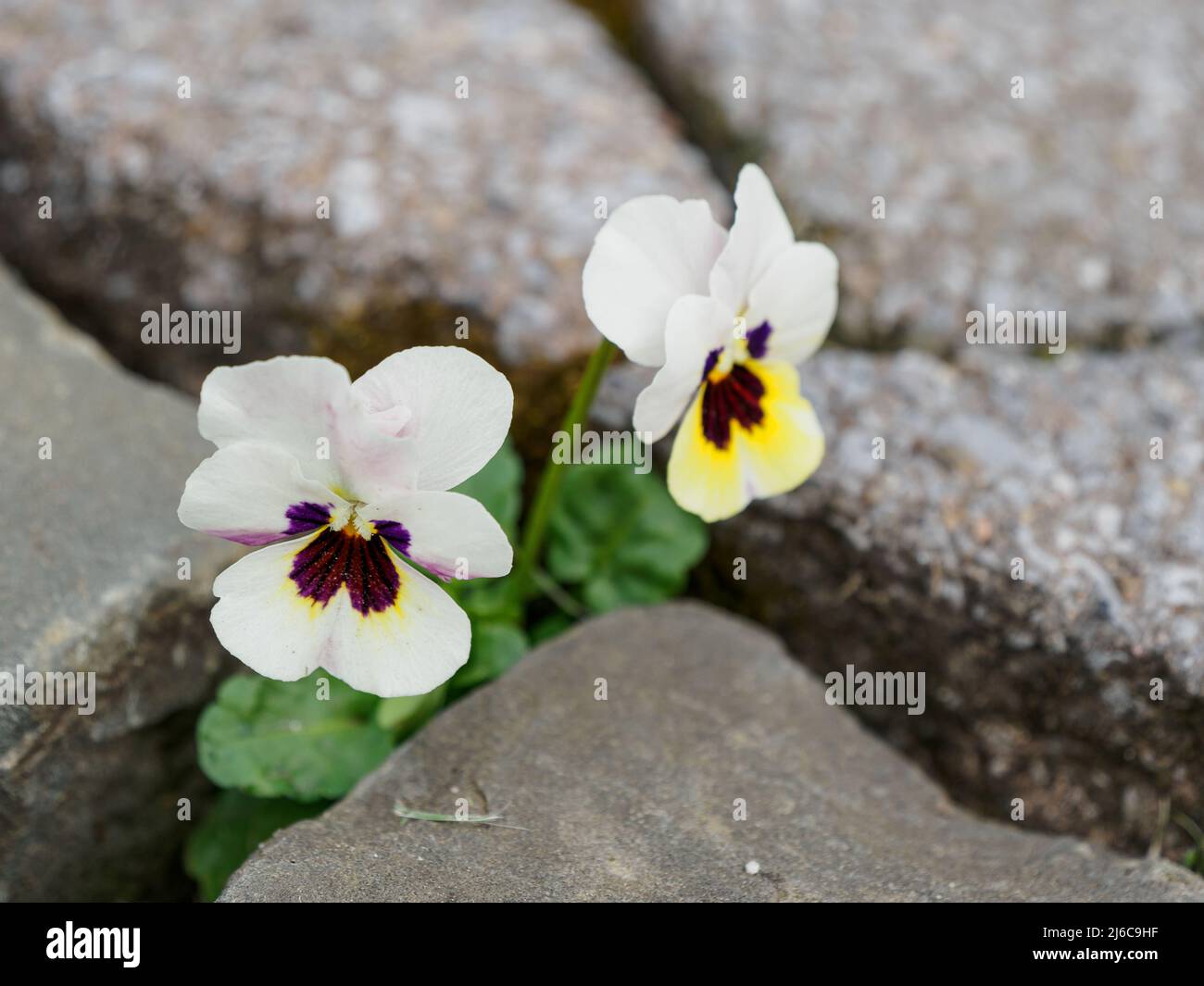 Spring time in a german garden Stock Photo - Alamy