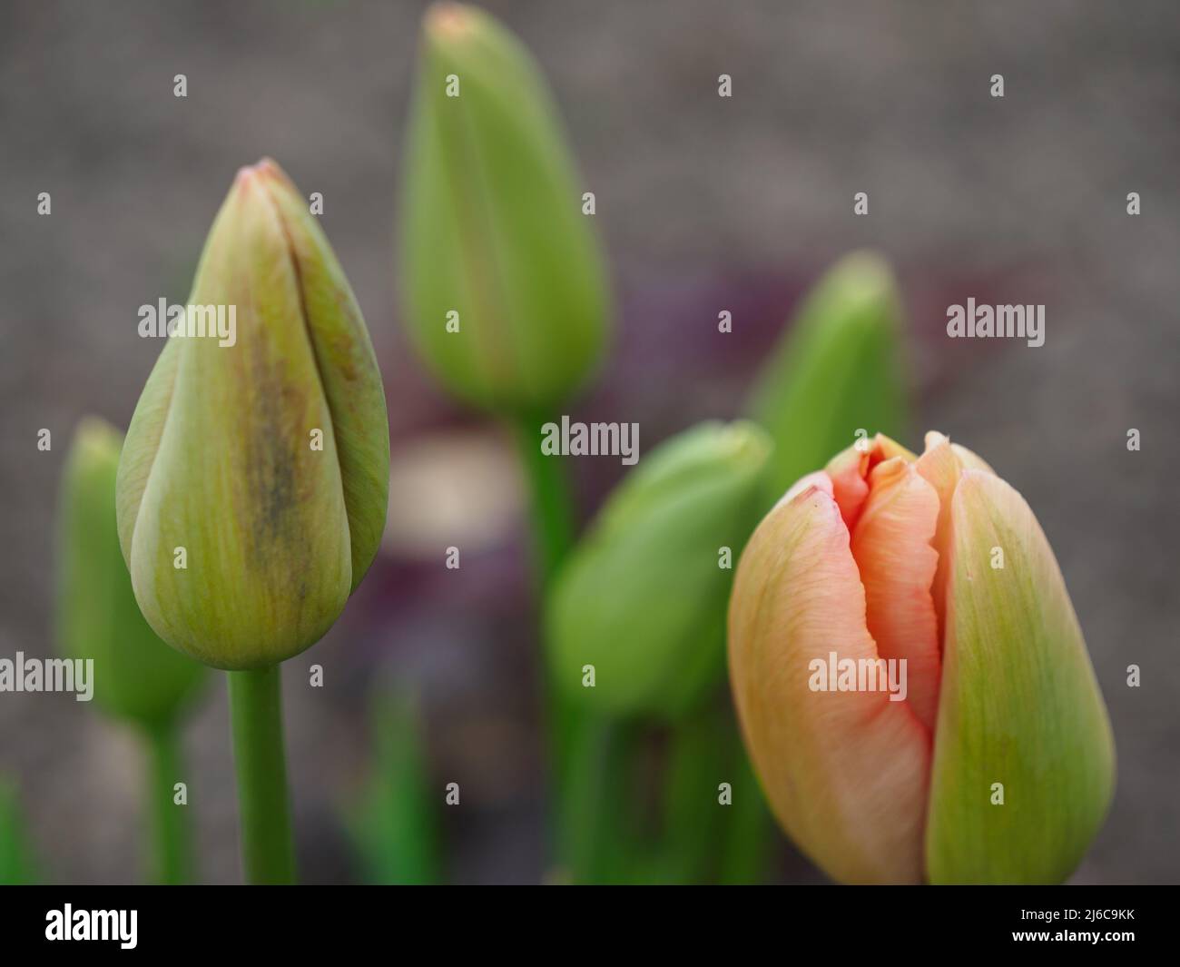 Spring time in a german garden Stock Photo - Alamy