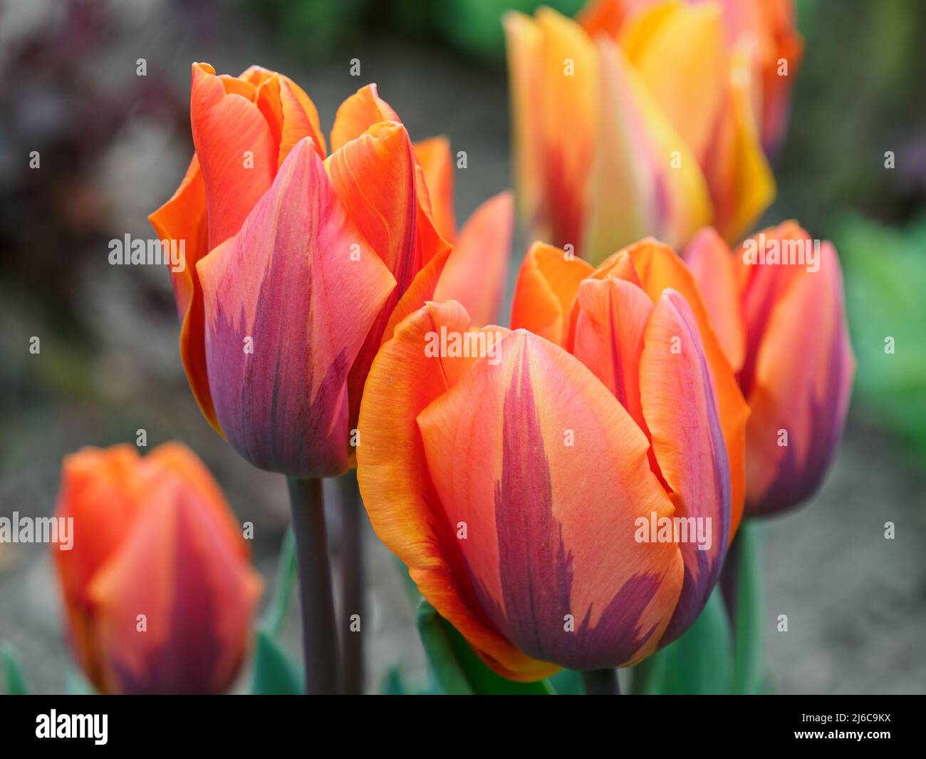 Spring time in a german garden Stock Photo - Alamy