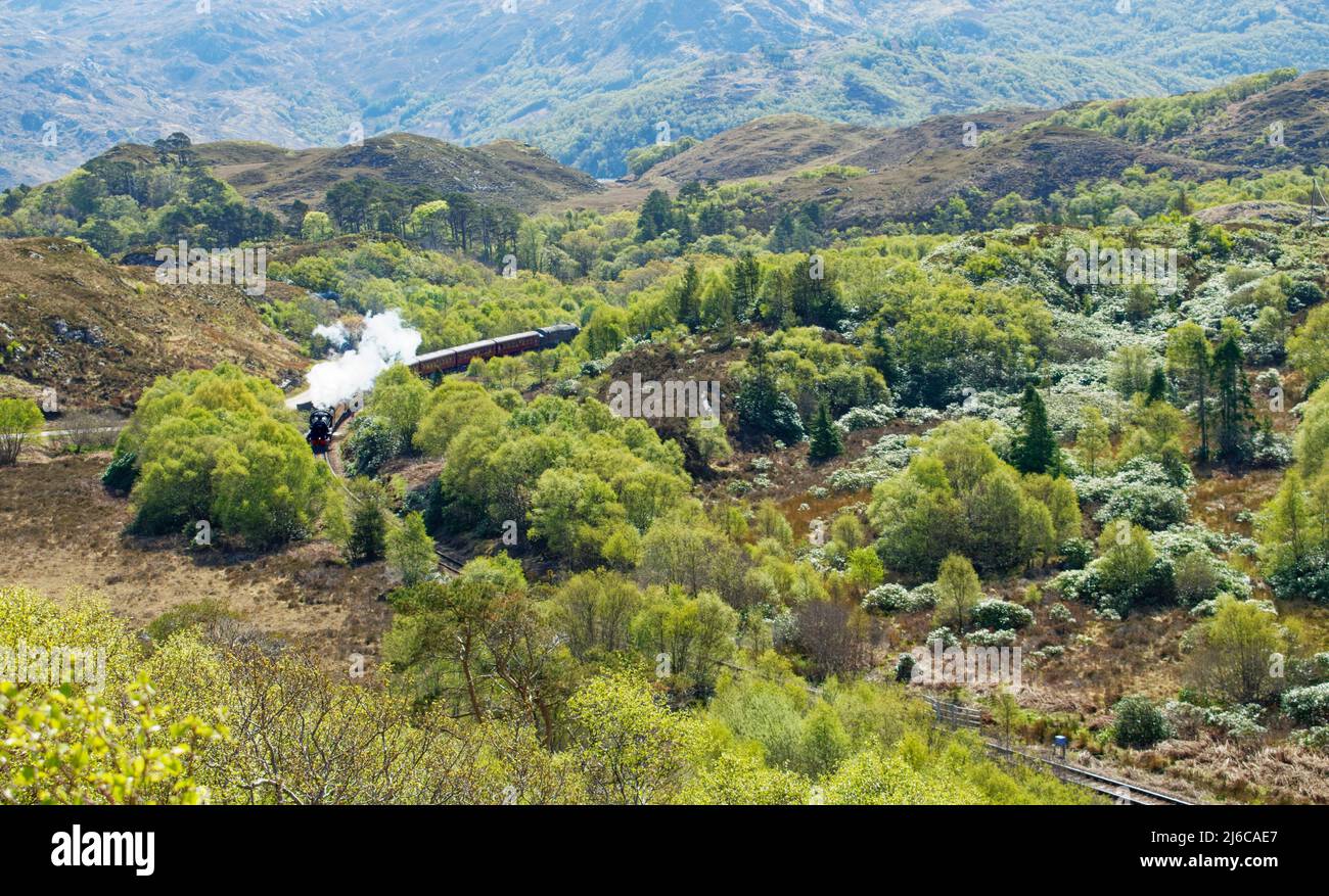 JACOBITE STEAM TRAIN PASSING THROUGH MORAR WOODS IN SPRING EN ROUTE TO ...