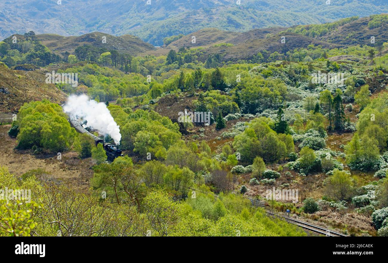 JACOBITE STEAM TRAIN PASSING THROUGH MORAR WOODS IN SPRINGTIME EN ROUTE ...