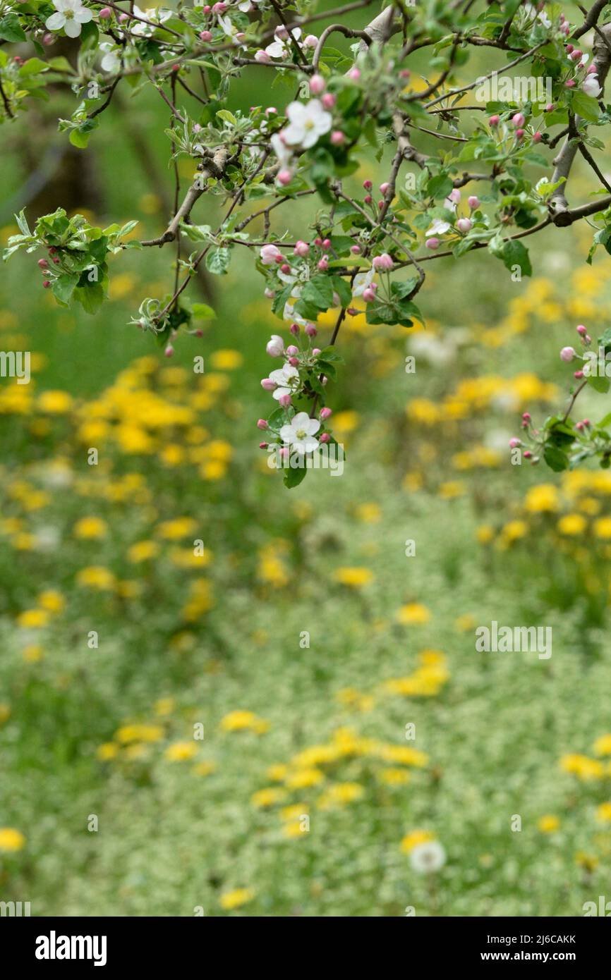 apple orchard with blooming apple trees. Apple garden in sunny spring ...