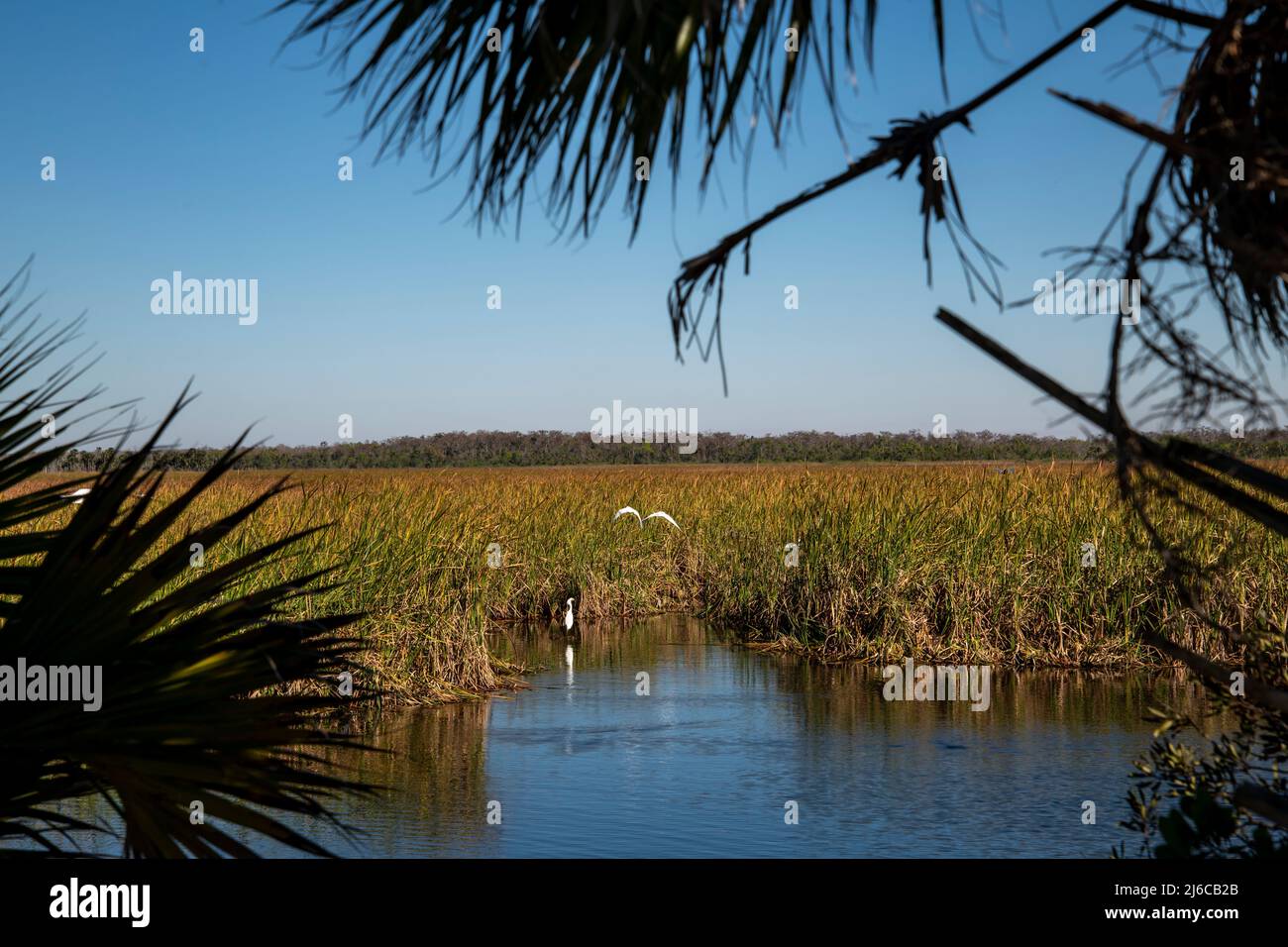 Florida. Everglades National Park. Snowy Egrets (Egretta thula) dot the ...
